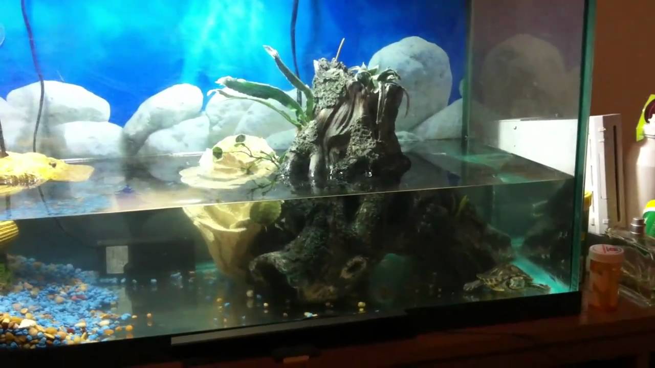 baby turtles new tank - YouTube