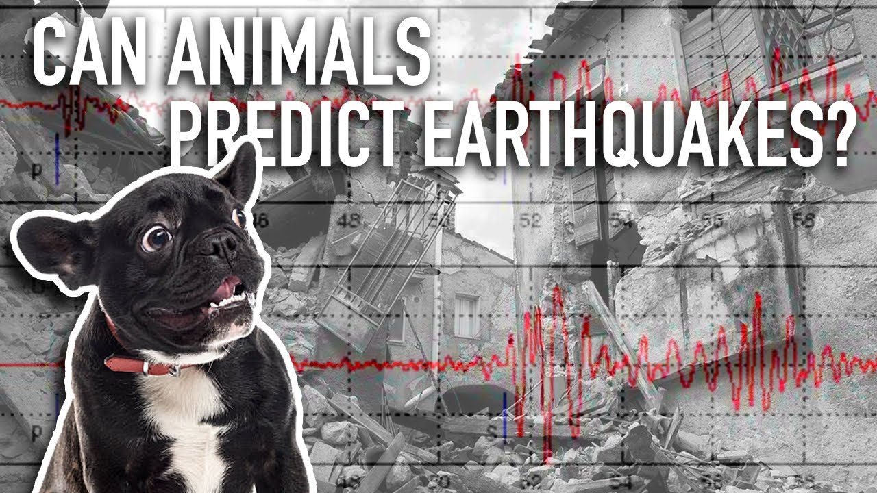 Can Animals Predict Earthquakes? - YouTube