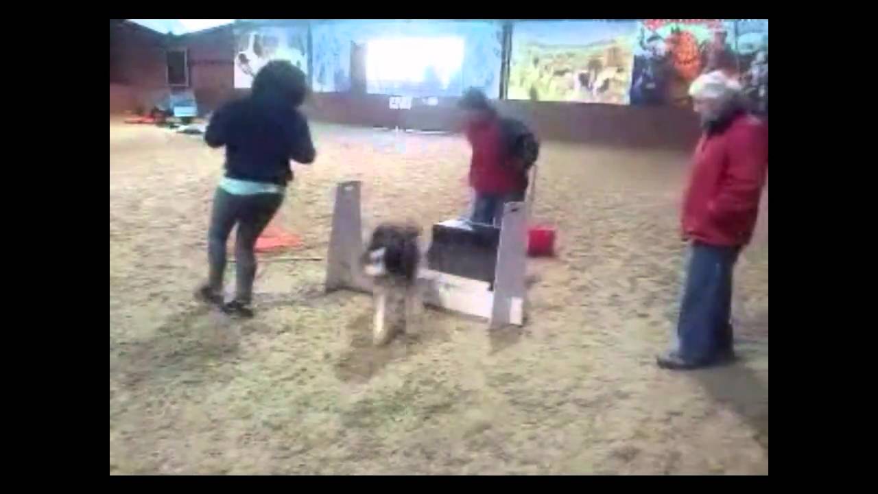 Bristol Ballistics flyball training Jan 2011 - YouTube