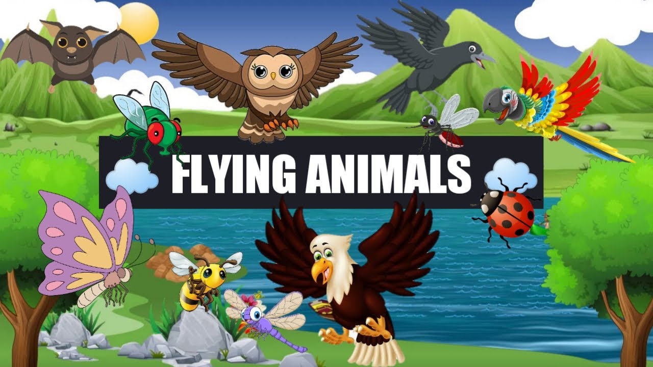 Flying Animals | Animals Name | English Education Video - YouTube