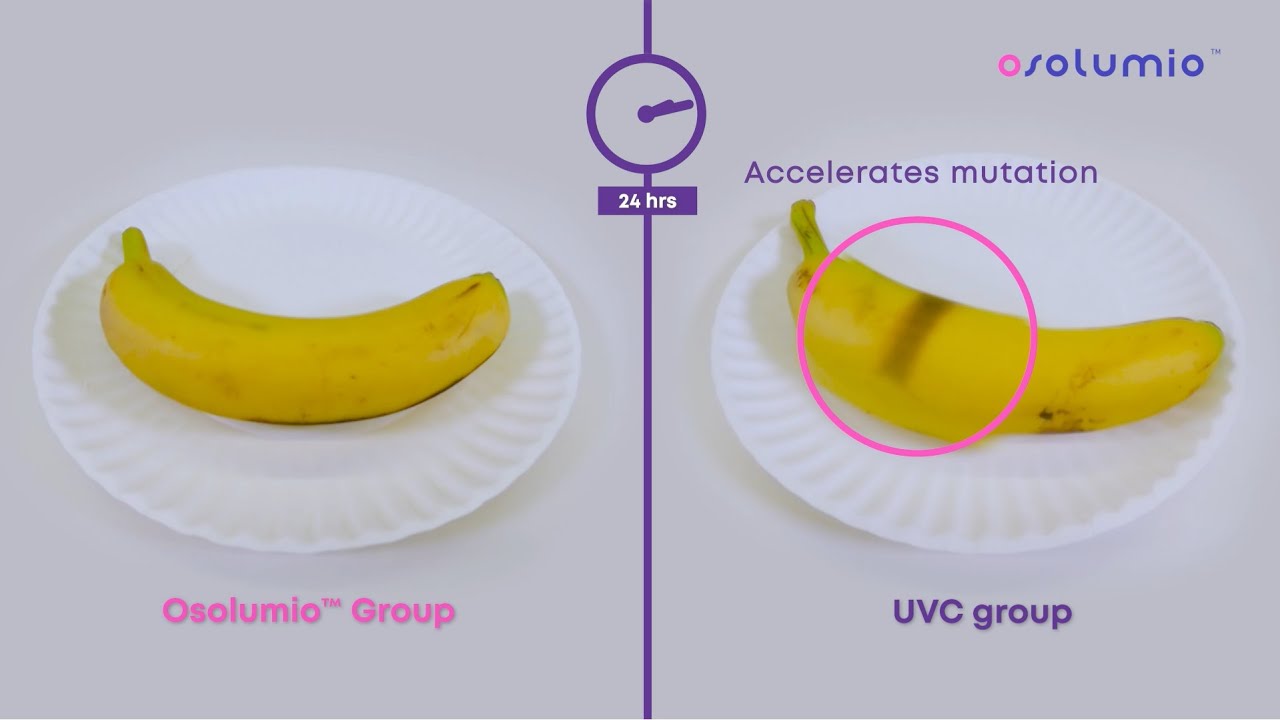 [RENUBIO Lab] Experiment #2 on banana mutation - YouTube