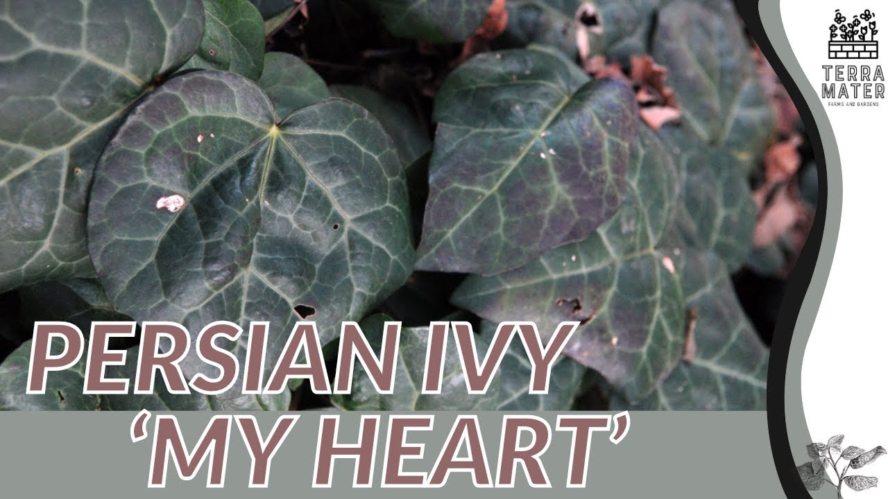 Falling in Love with PERSIAN IVY 'MY HEART' | Charming Heart-Shaped ...