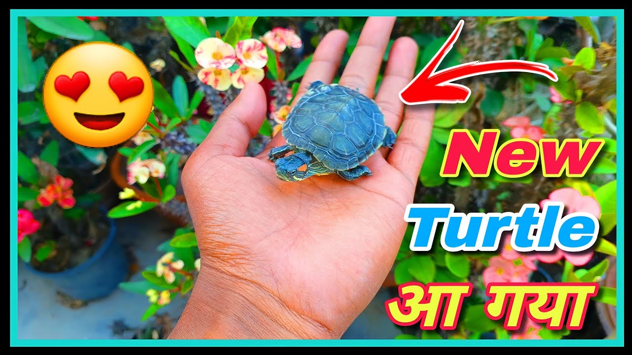 Finally Get a New Turtle 🐢😍😍 || How to order turtle online - YouTube