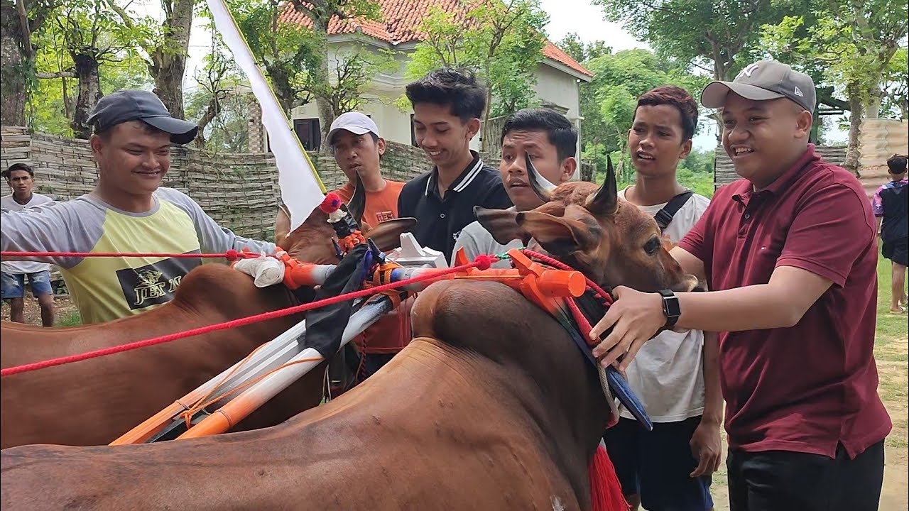 Latihan ke 2 sapi Jet Matic di Akhir tahun - YouTube