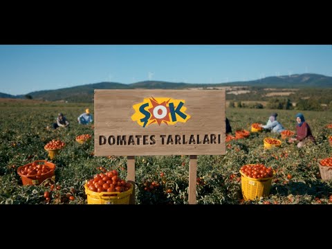Tarladan Sofraya #DoğruTarım | Domates
