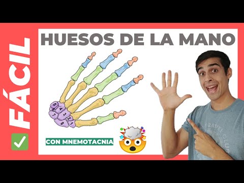 🖐🏼 HUESOS DE LA MANO (Fácil) Anatomía Carpo Metacarpo y Falanges