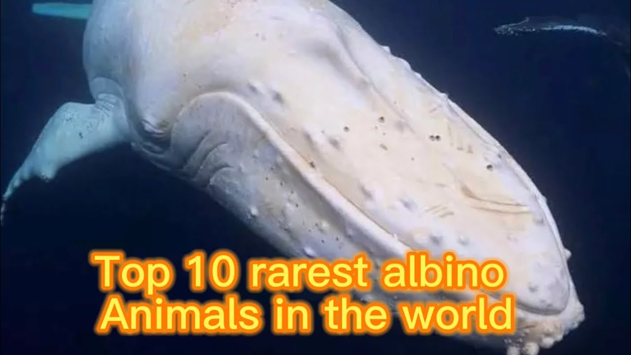 Top 10 rarest Albino animals in the world@The10chronicles - YouTube