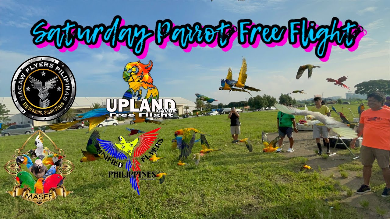 Saturday PARROT FREE FLIGHT | Macaw Bird | Conures | Cockatiels # ...