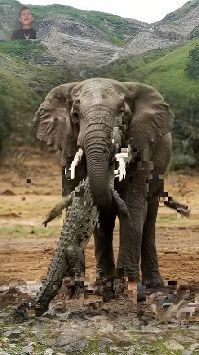 Beautiful Elephants With Crocodile Clips - YouTube