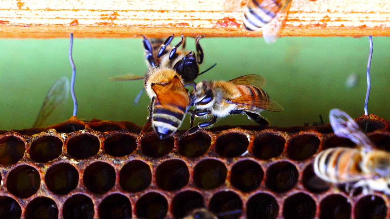 Bees Fighting (15 sec) Royalty Free HD Video - For Beekeeping Projects ...