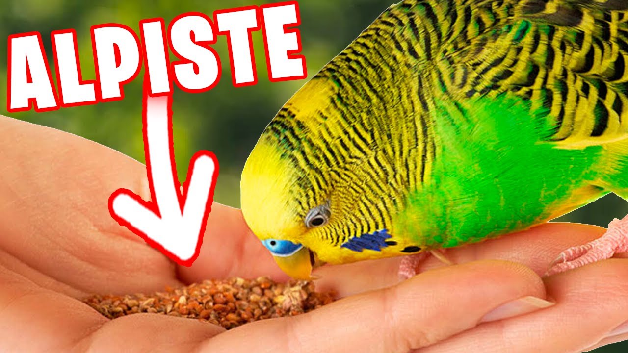 Que Pasa Si Los Perros Comen Alpiste