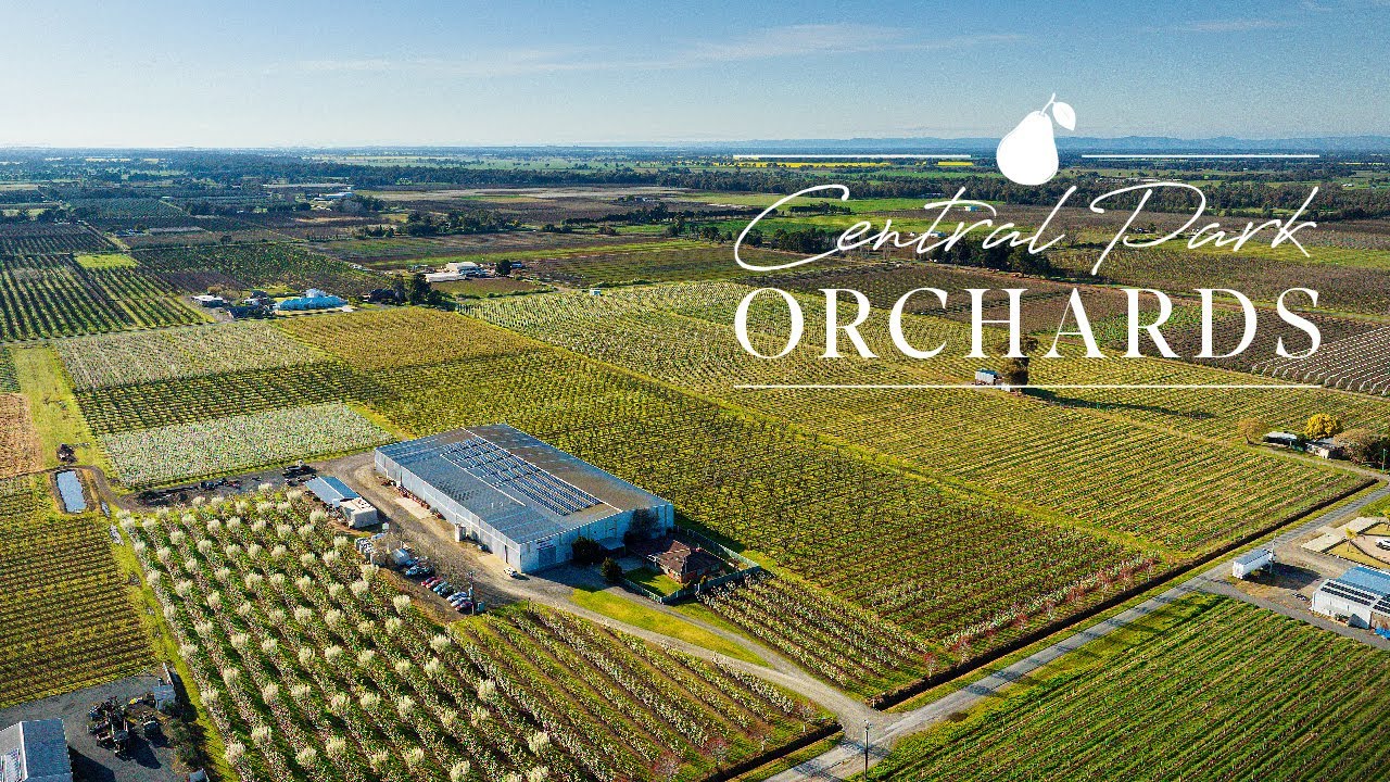 The Orchards Of Central Park Photos at Alonso Wilson blog