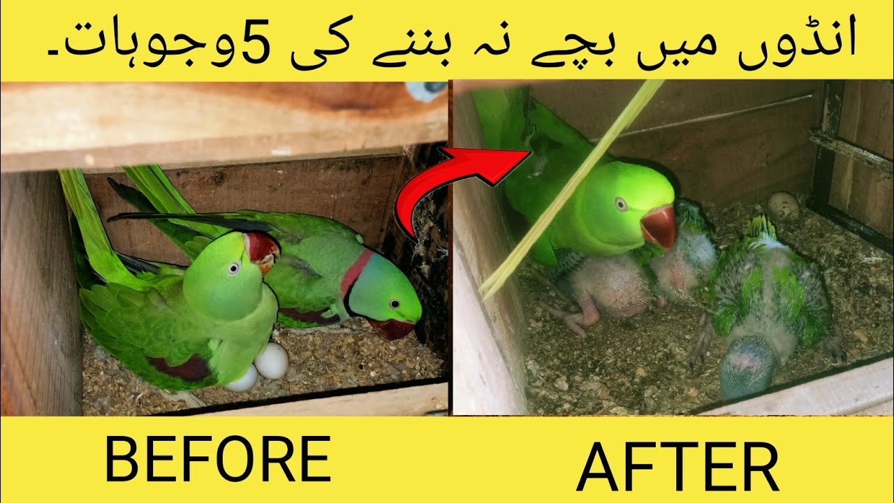 Infertility reasons in birds |infertility reasons and solution in birds ...