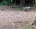 Warthogs at the Detroit Zoo - YouTube