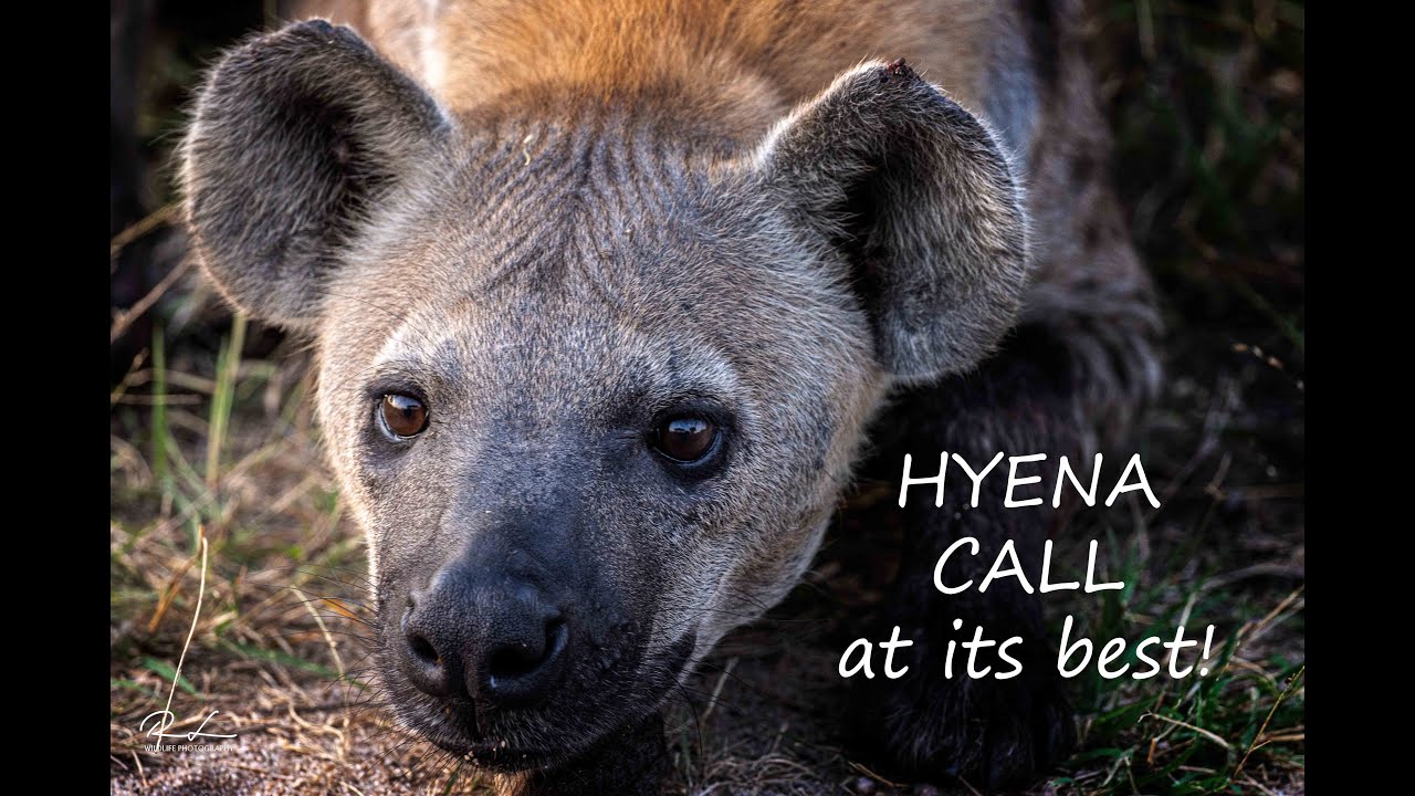Amazing Hyena call right next to the car! - YouTube