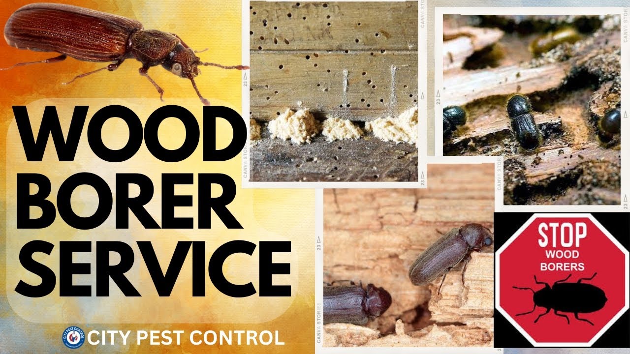 Wood Borer Treatments & Service ||CITY PEST CONTROL - YouTube