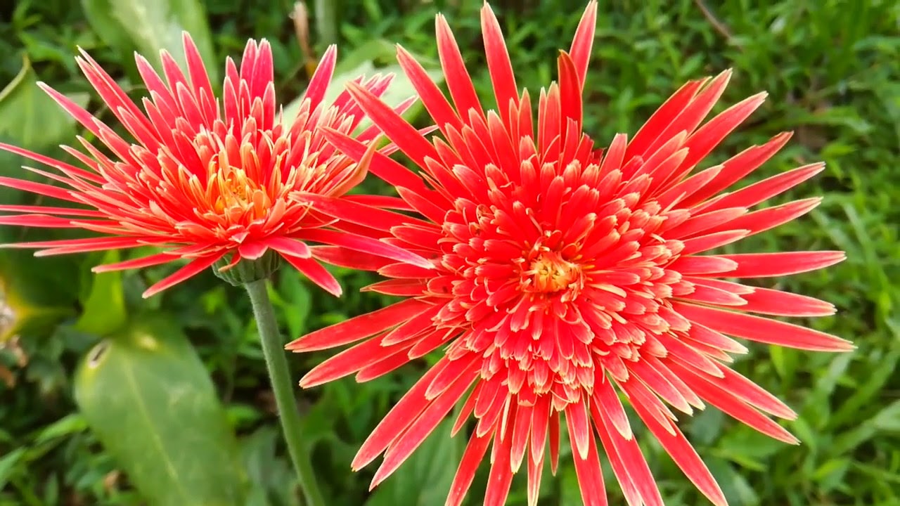 Barberton Daisy (Gerbera jamesonii or Babandesiya) - YouTube