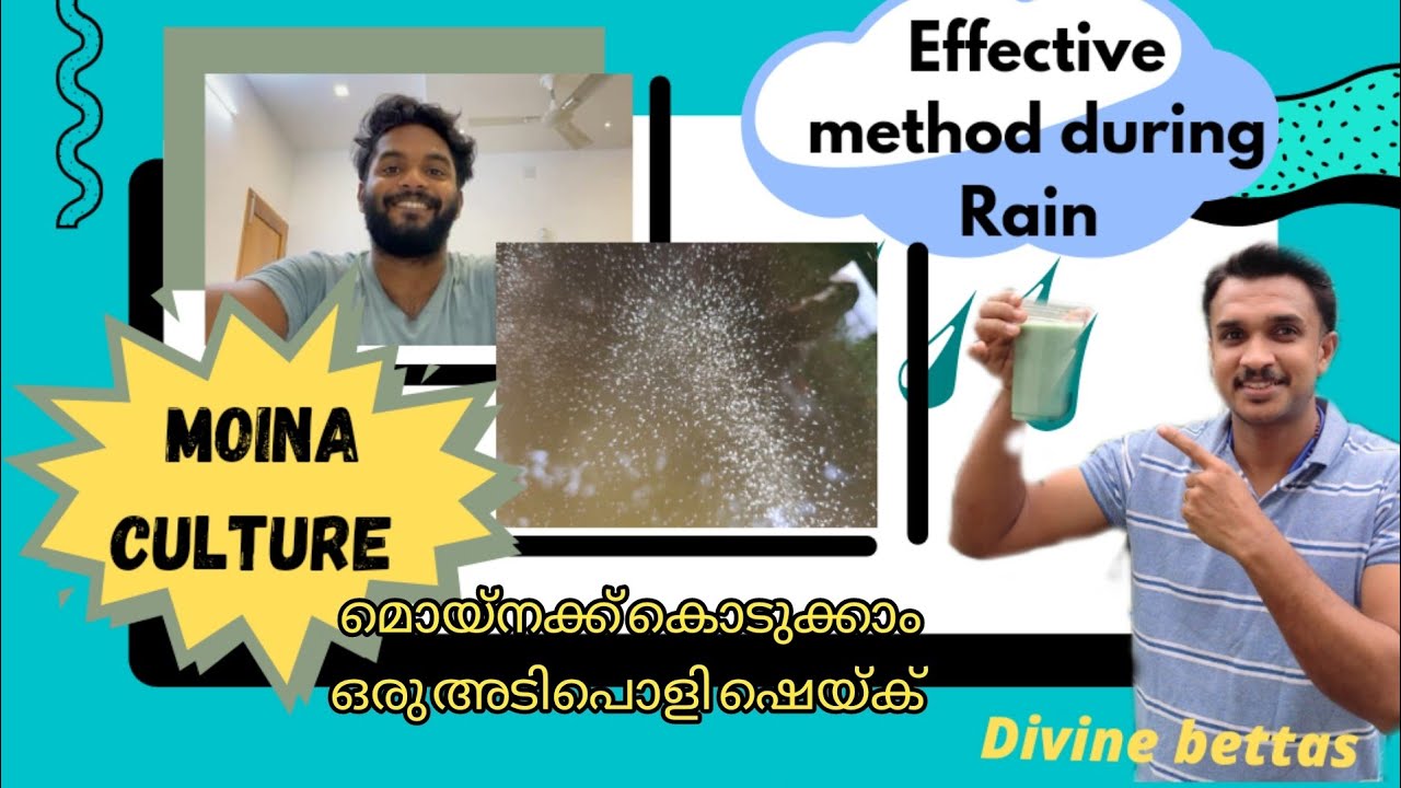 Moina Culture in rainy season |മഴയത്തും മൊയ്‌ന | Easy special feed for ...