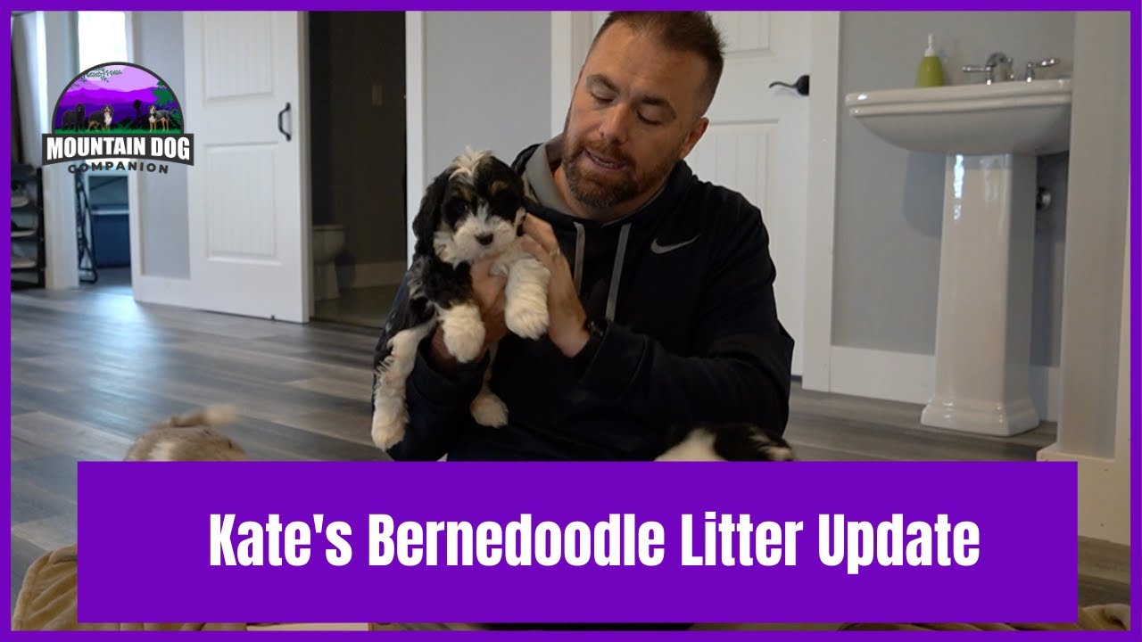 Kate the Bernese Mountain Dog Bernedoodle Litter Update - Dec 1, 2021 ...