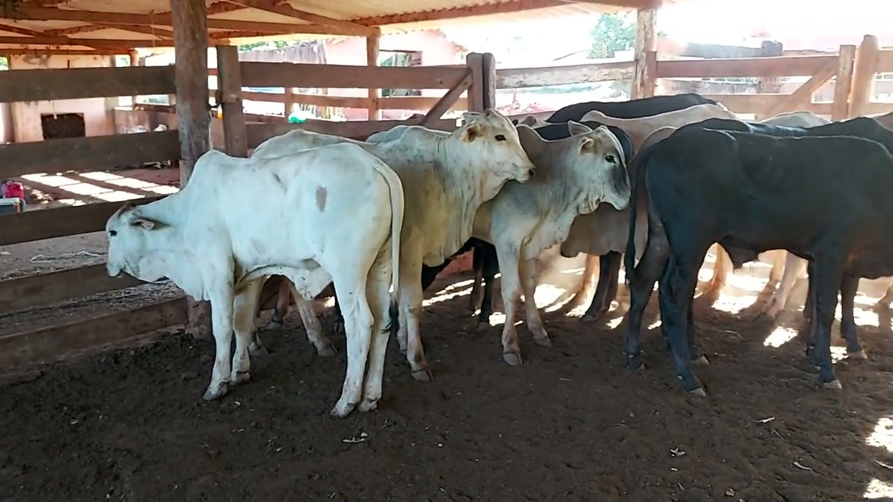 BEZERROS DE DESMAMA RETIRADOS NA HORA CERTA. - YouTube