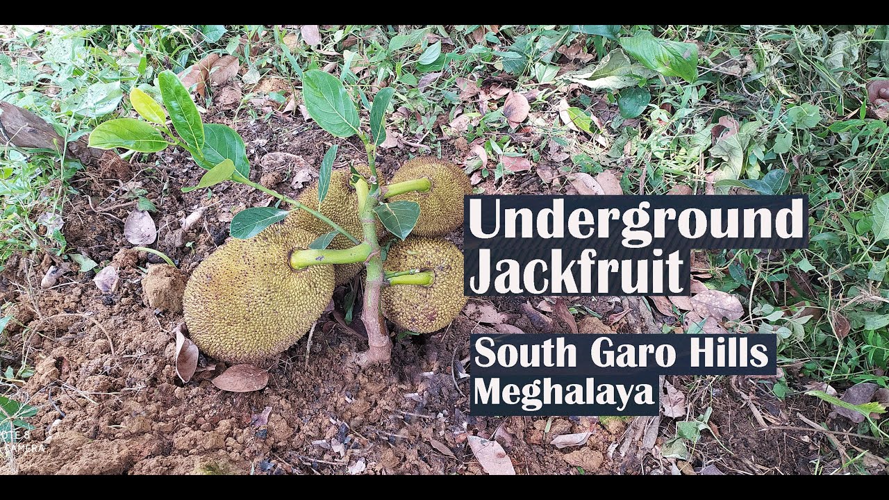 Underground Jackfruit From Minneng Horticulture Farm - YouTube