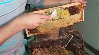 retroceder Recepción Canadá desopercular panales miel Inspector Huelga Presentar