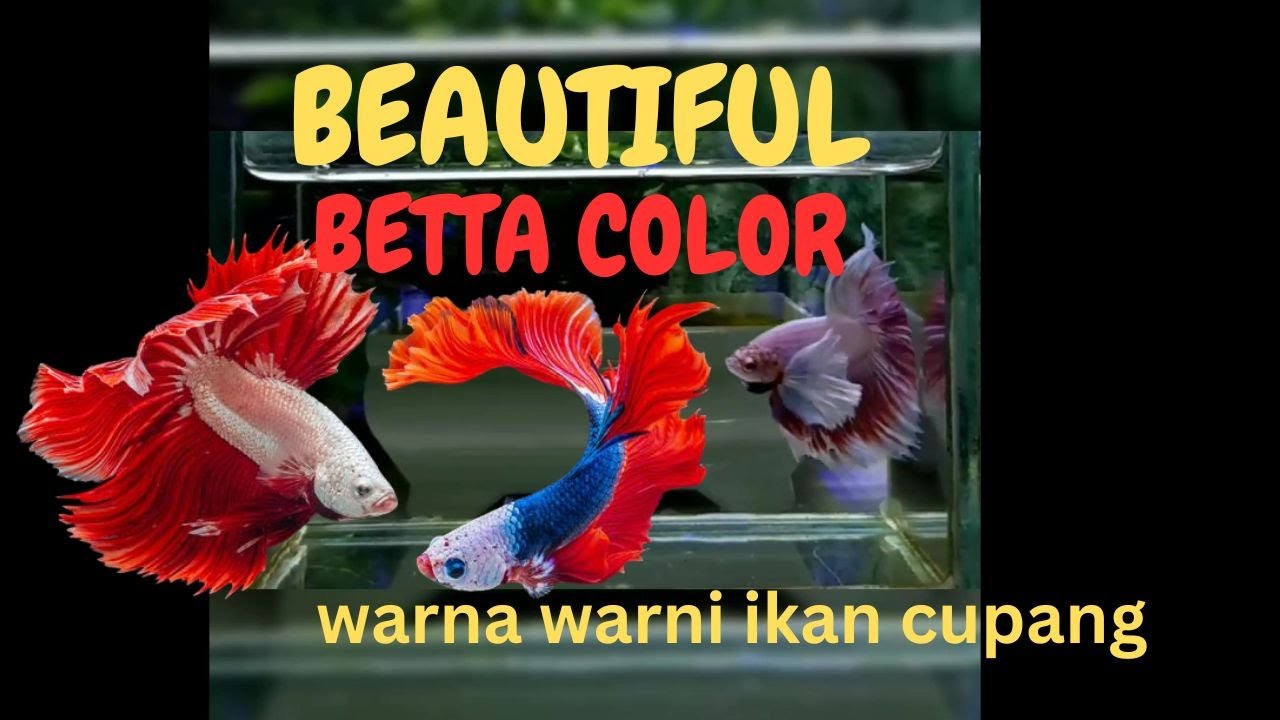 COLLECTION OF MOST BEAUTIFUL BETTA COLOR || KOLEKSI IKAN CUPANG BUKAN ...