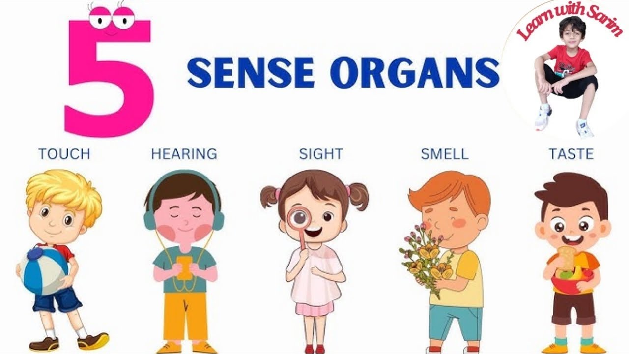 5 Sense Organs | five senses functions | Sense Organs Eyes Ears Nose ...