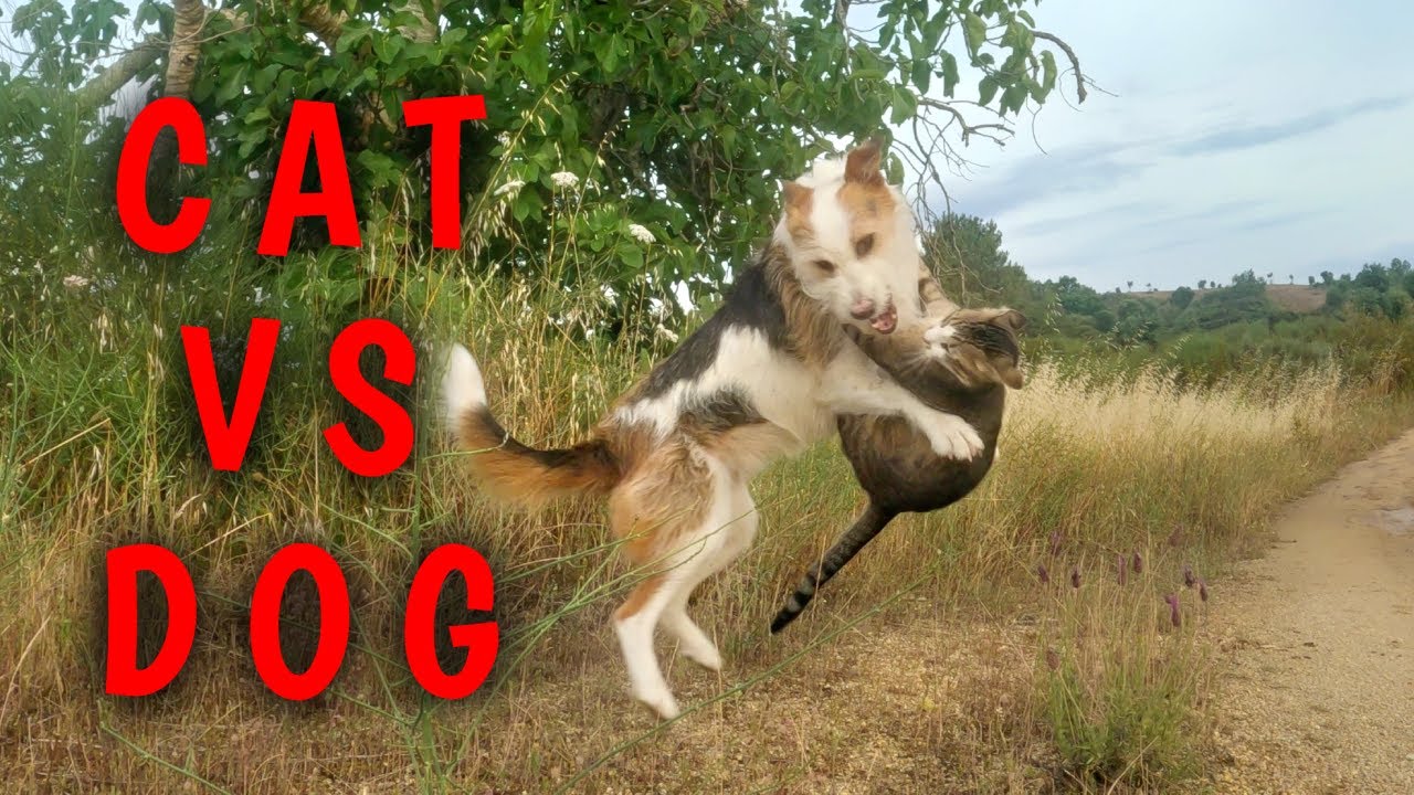 CAT VS DOG and GOAT VS GOAT- The first rule about fight club is ...