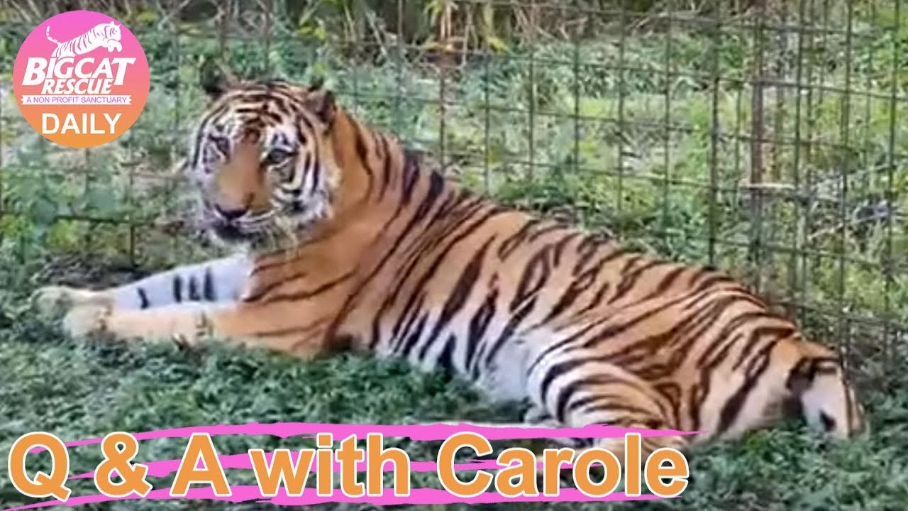 Q & A with Carole and Keepers as we check in on some of our more ...