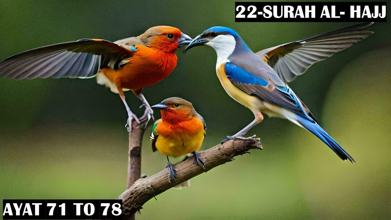 |surah al hajj |surat al haj |surah Al Haj full|Ayat 71 to 78 By Sayed ...