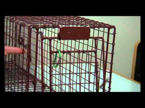 TNR - how to work the cat traps