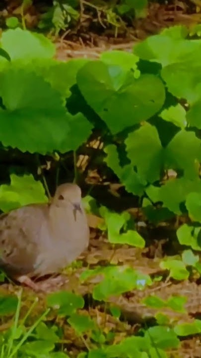 Mourning Doves having a backyard feast. #nature #bird #dove #wildlife ...