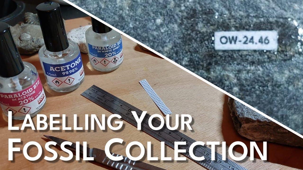 Labelling your Fossil Collection | Curation - YouTube