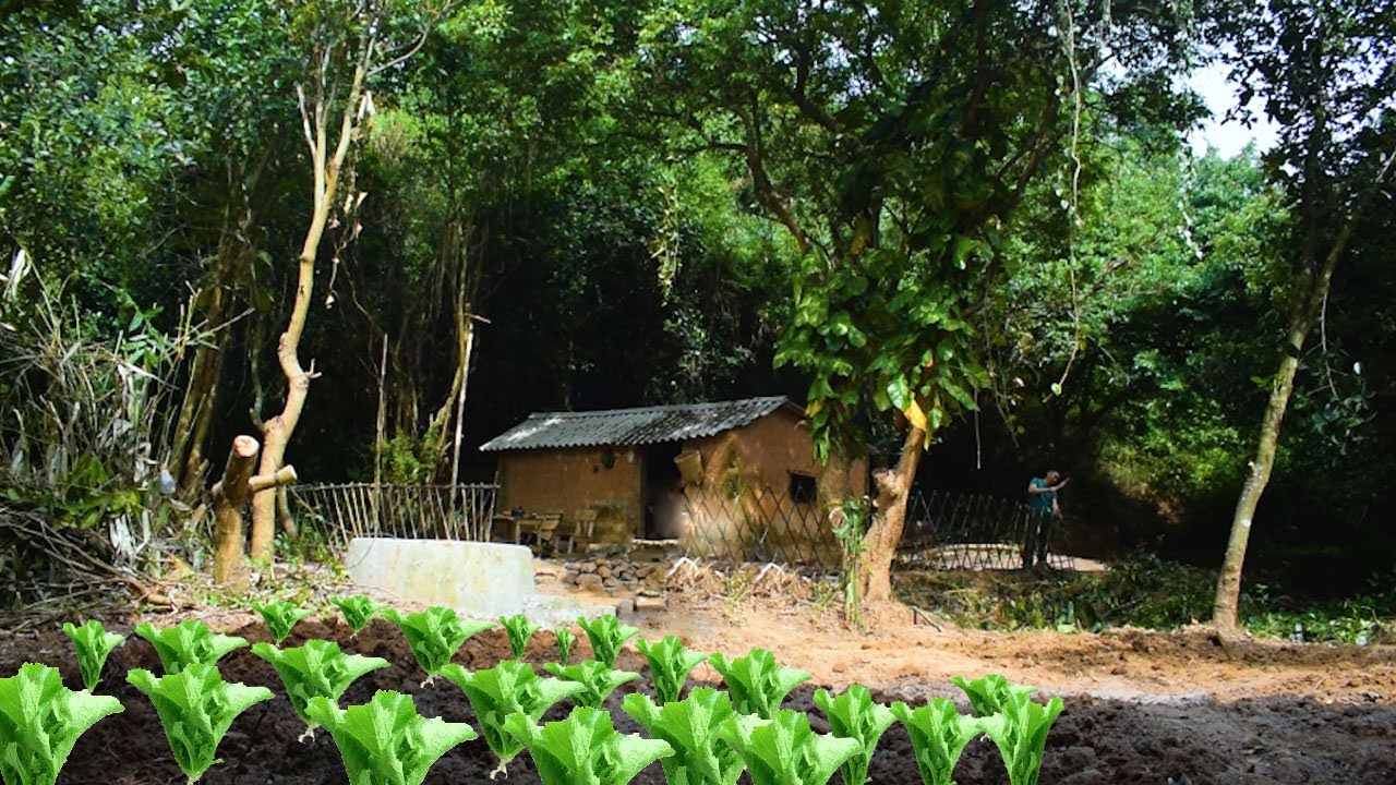 Day15:Build farm in the forest,cultivating vegetables,Create barriers ...