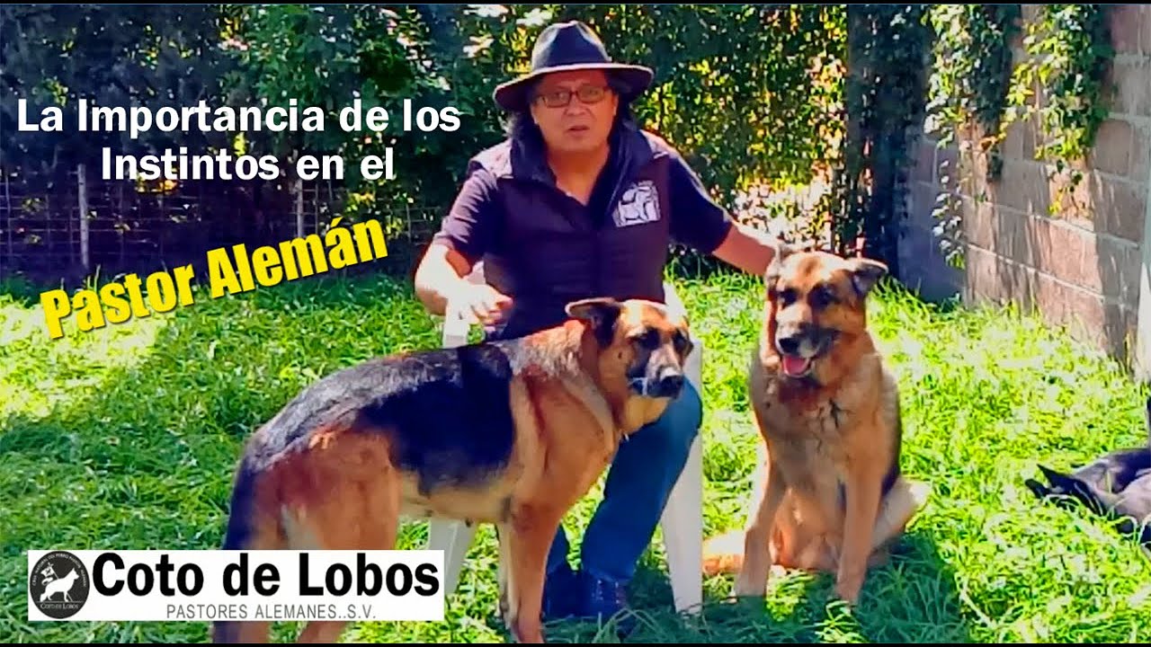 Los Instintos Caninos y la Historia de Bonno Perro Pastor Alemán del ...