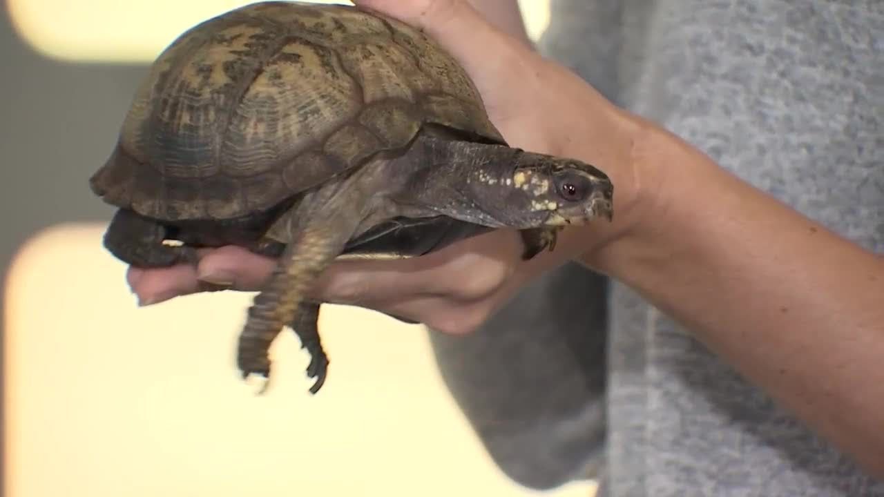 SCIENCE SUNDAY: Eastern box turtles - YouTube