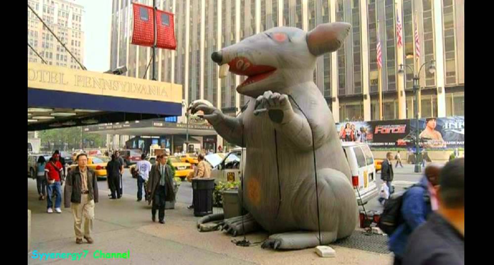 REAL Rats Show more Empathy Than Wall Street RATS - YouTube