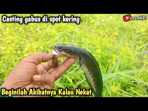 CASTING IKAN GABUS DI SPOT DANGKAL || casting ikan gabus || @imam-KPJ - YouTube