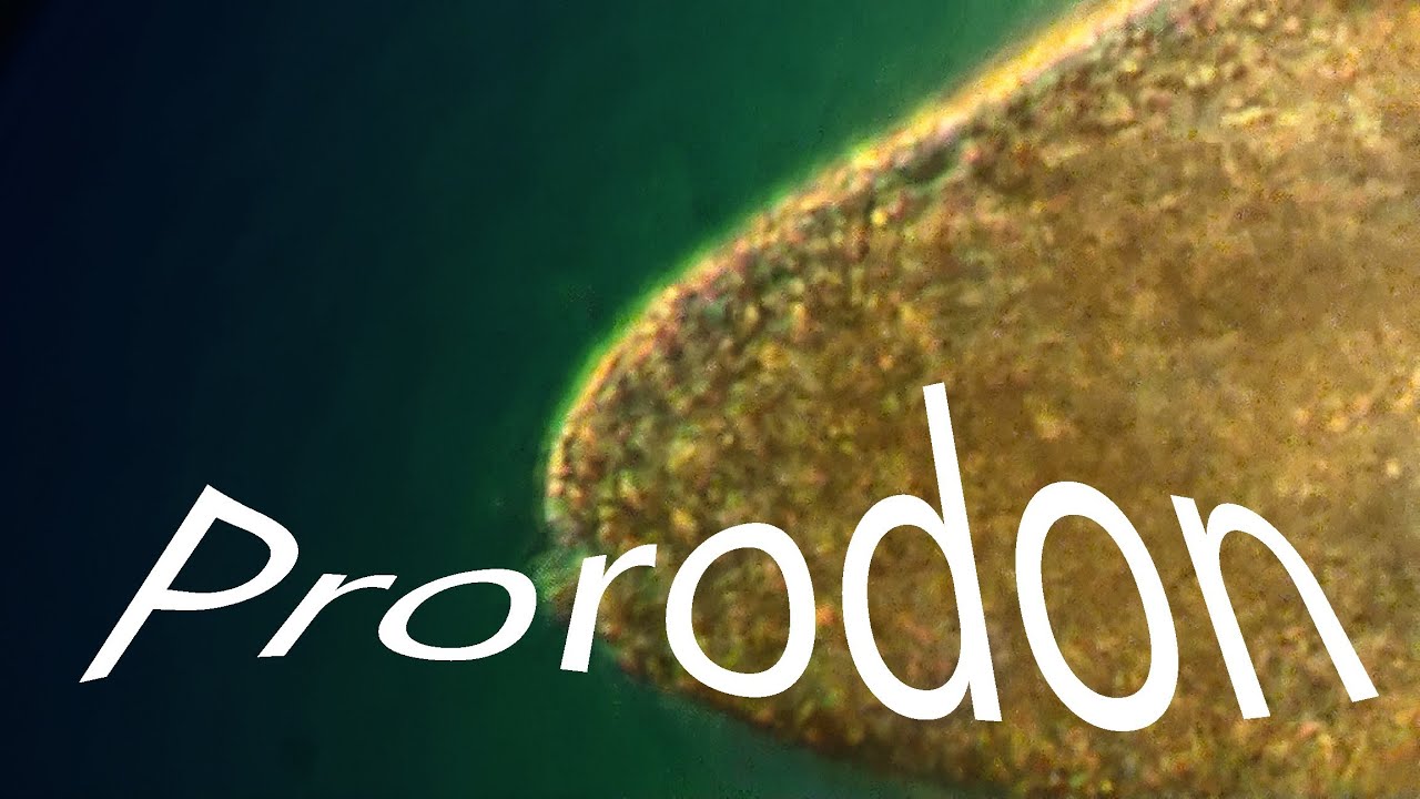 Prorodon - YouTube