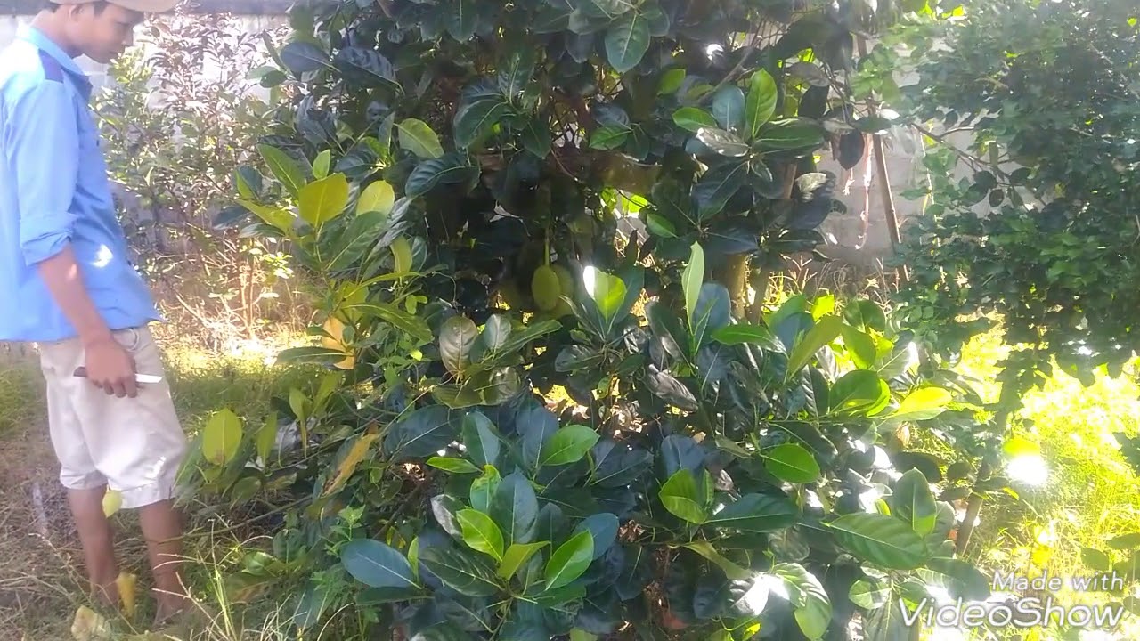 How to budding jackfruit before to graft - YouTube