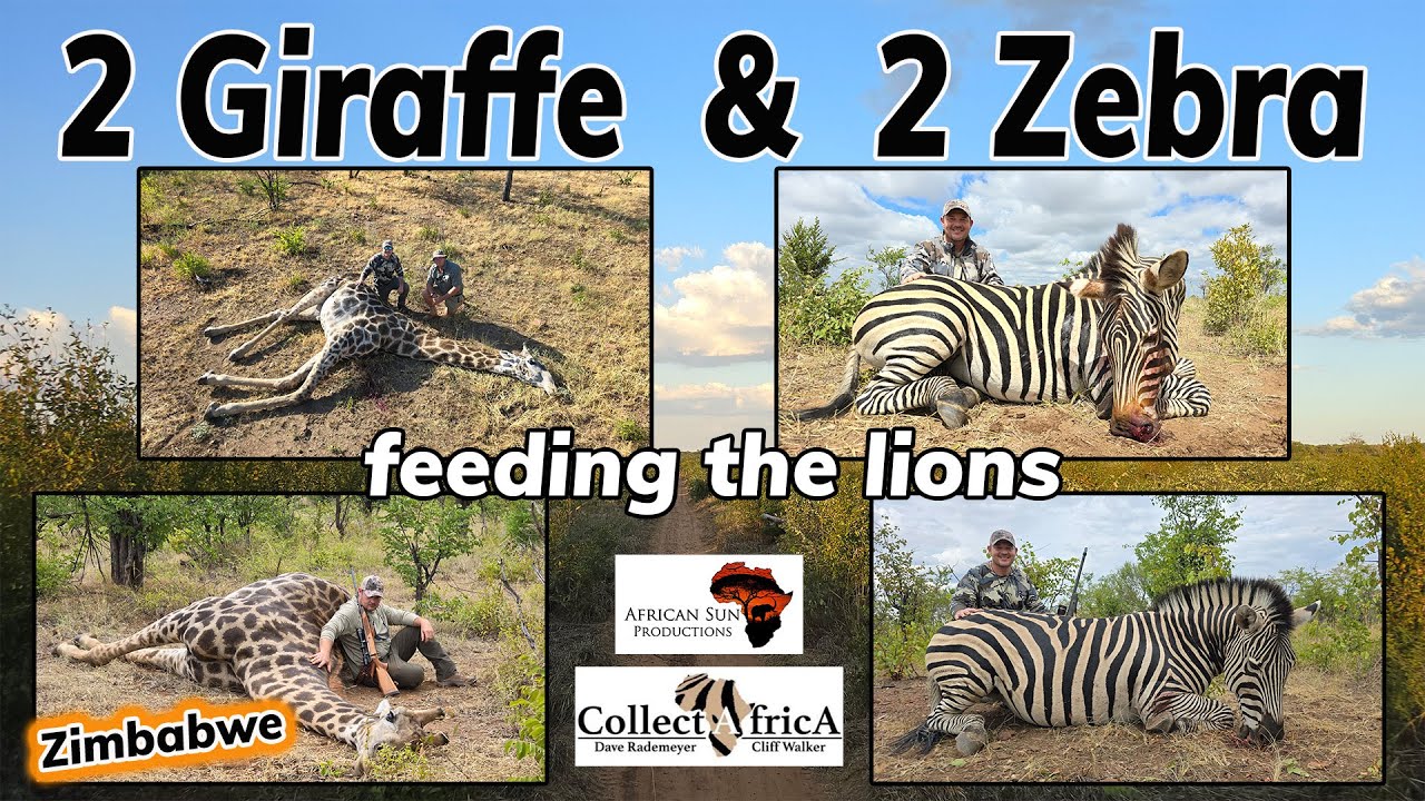 Hunting for Lion Bait - Giraffe and Zebra - YouTube