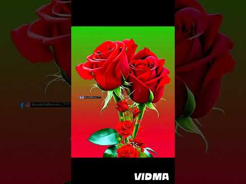 niuzee by Mc Tiger ft Kezy boy àààìii cover by kamutu flani