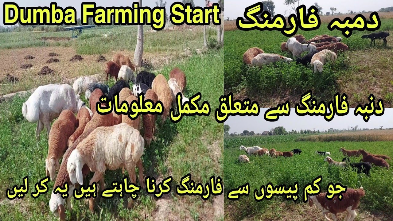 How to Start Dumba Farming | Dumba Farming | Dumba Farming in Pakistan ...