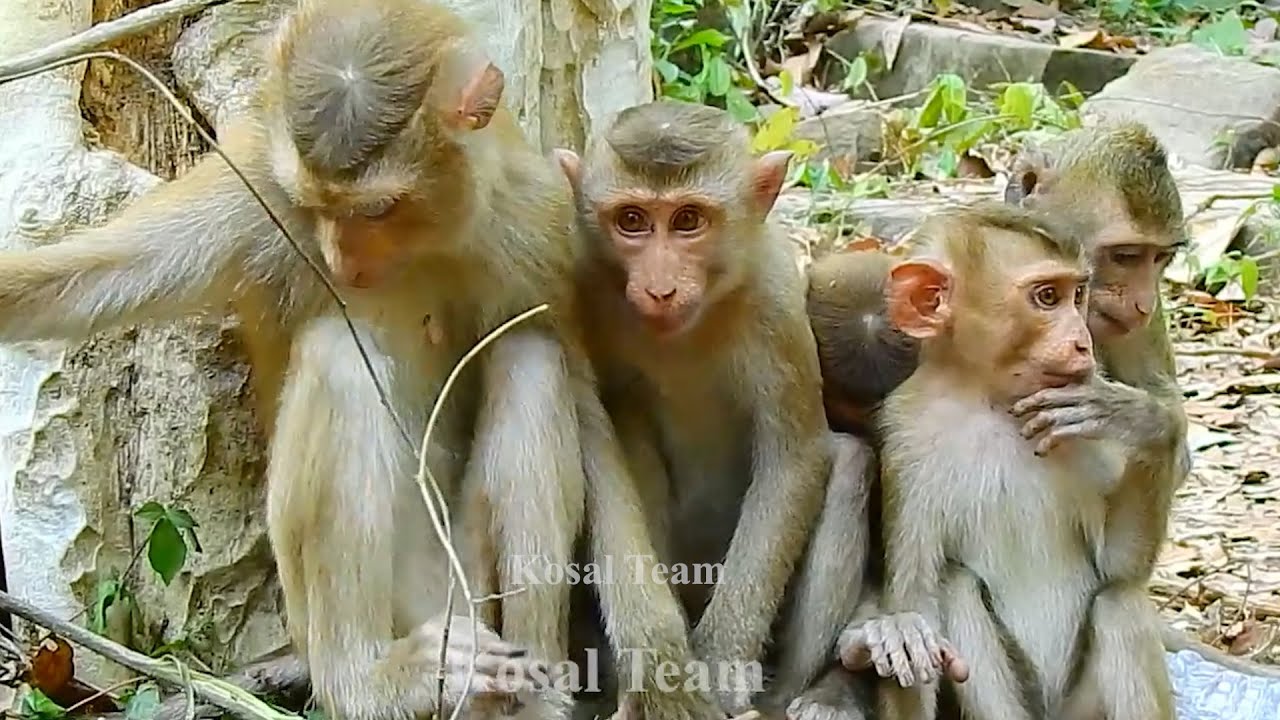 Wow look at many monkeys when they were kids they are scared but now ...