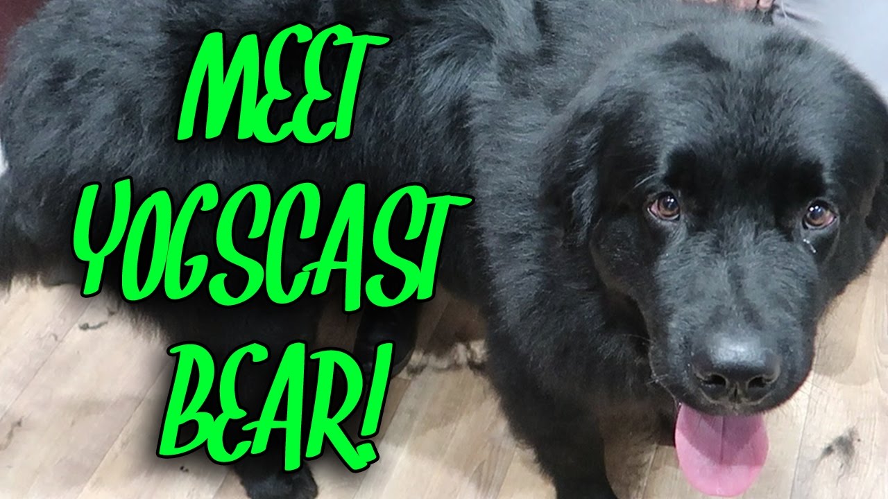 Yogscast In Real Life Panda