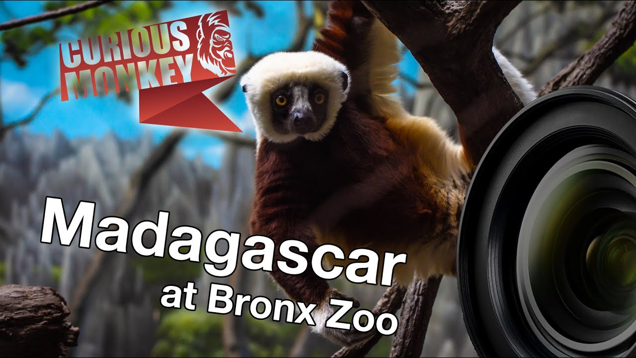 Bronx Zoo - Madagascar - YouTube