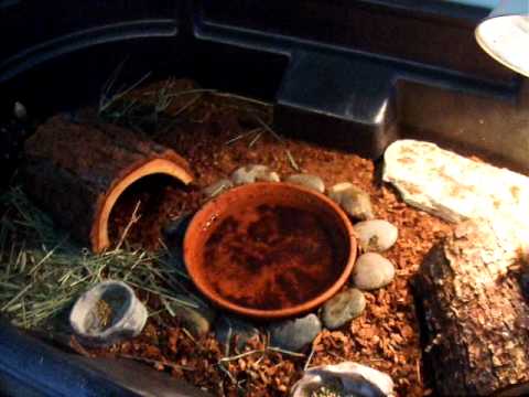 Red footed tortoise and three toed box turtle - YouTube