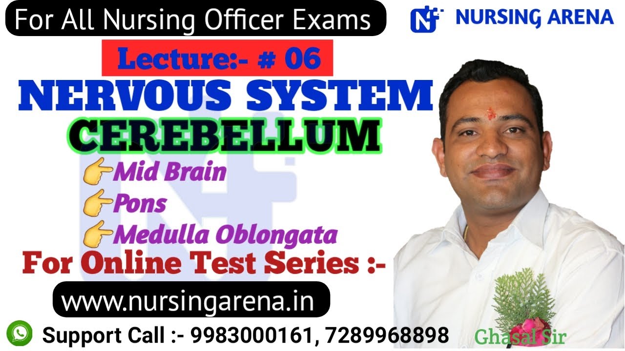 cerebellum-in-hindi-brain-stem-in-hindi-mid-brain-pons-medulla