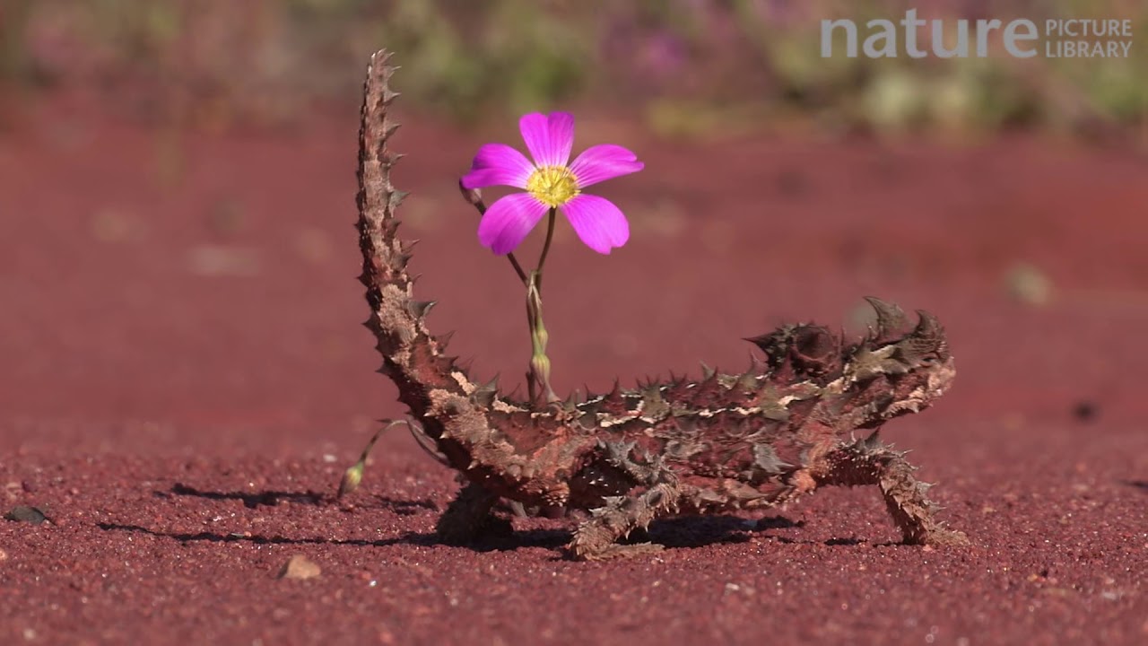 Desert Thorny Devil